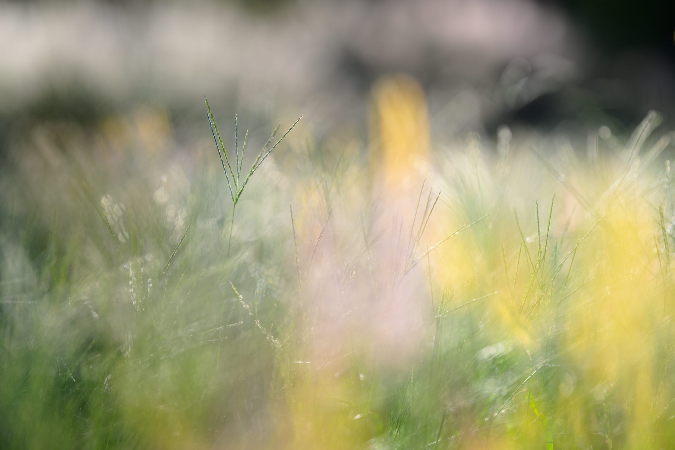 z135mm (1) | KASYAPA
